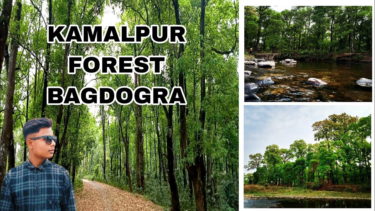 KAMALPUR FOREST BAGDOGRA vlog - YouTube