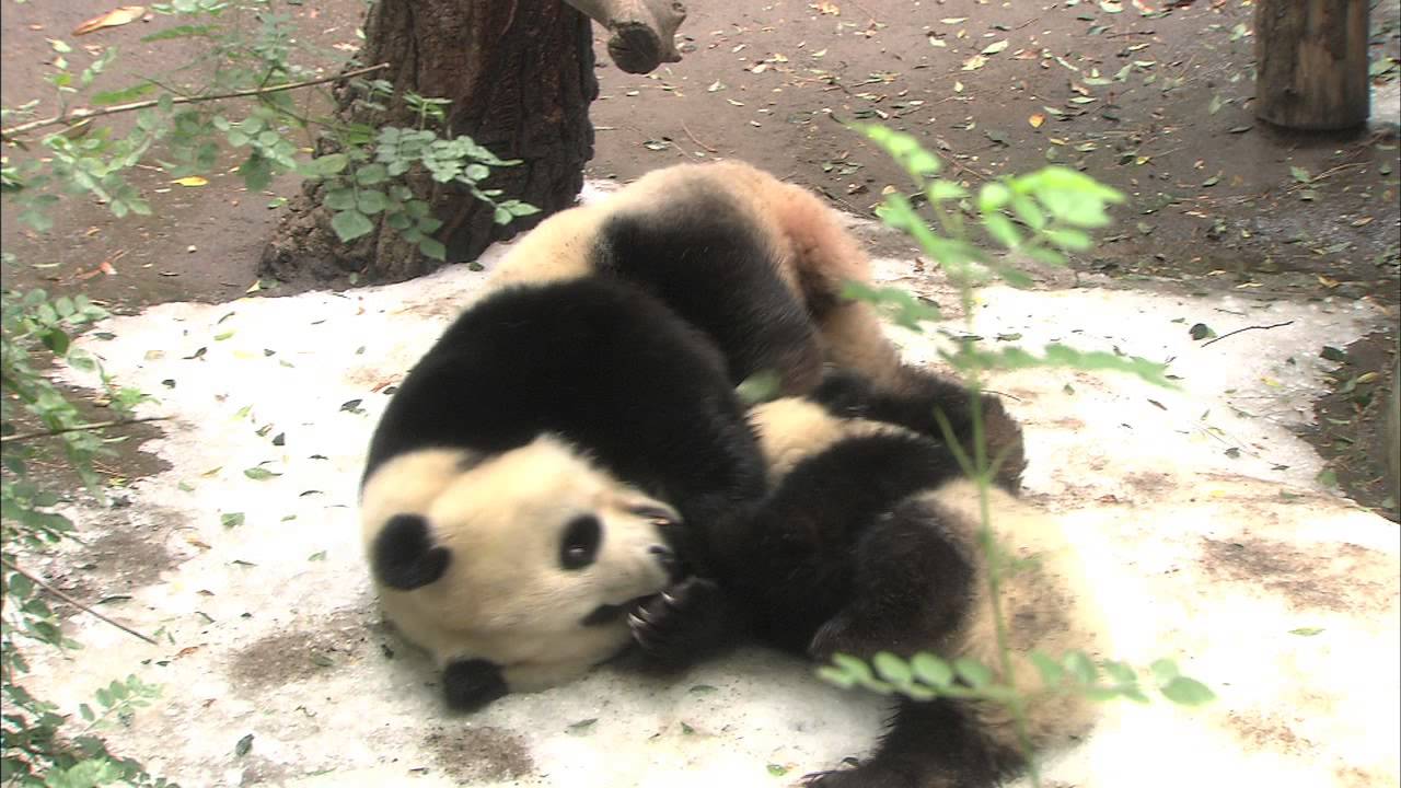 Pandas Play in the Snow at the San Diego Zoo - YouTube