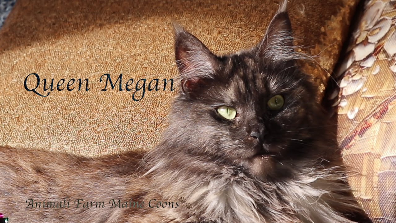 Animali Farm Maine Coons Presents Queen Megan! - YouTube