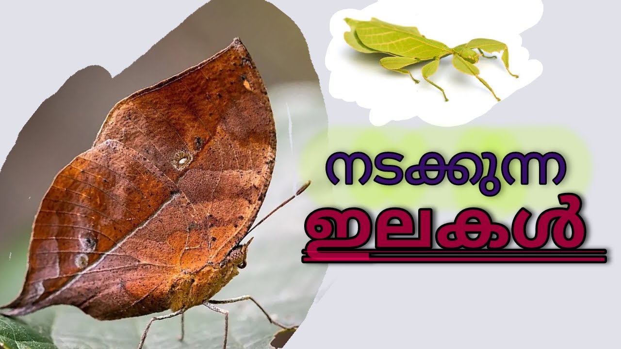 Invisible Creatures In The World 2022 ( TOP 10 ) അദൃശ്യമാകാന്‍ കഴിവുള്ള ...