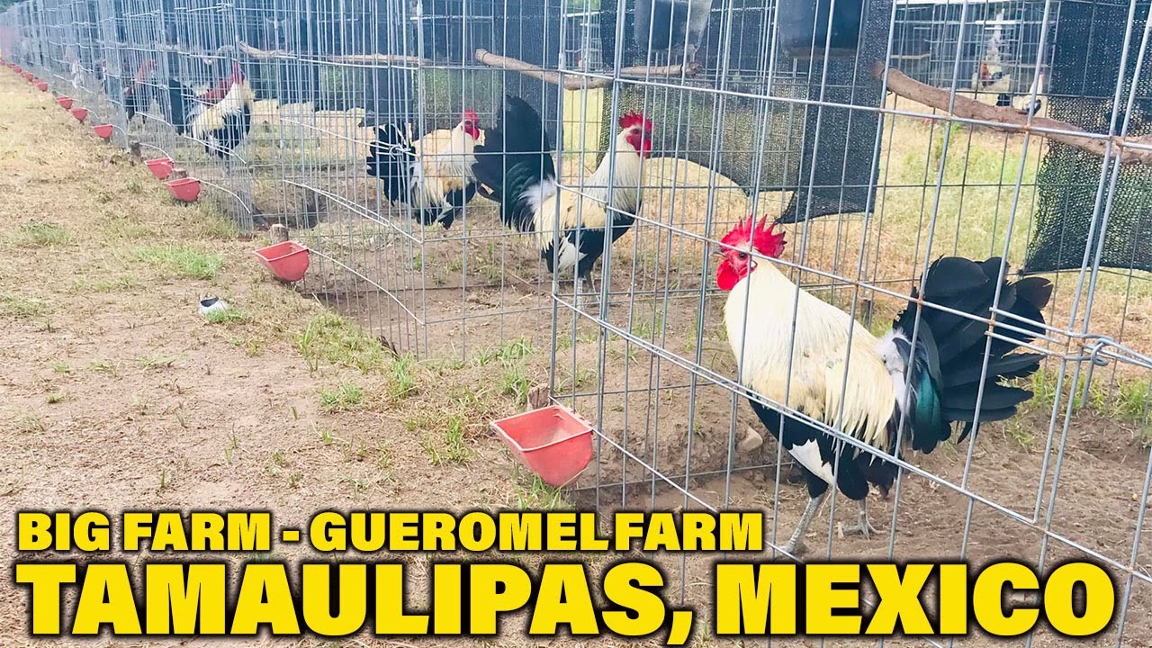 Beautiful View Big Farm In Mexico - GUEROMEL FARM - YouTube