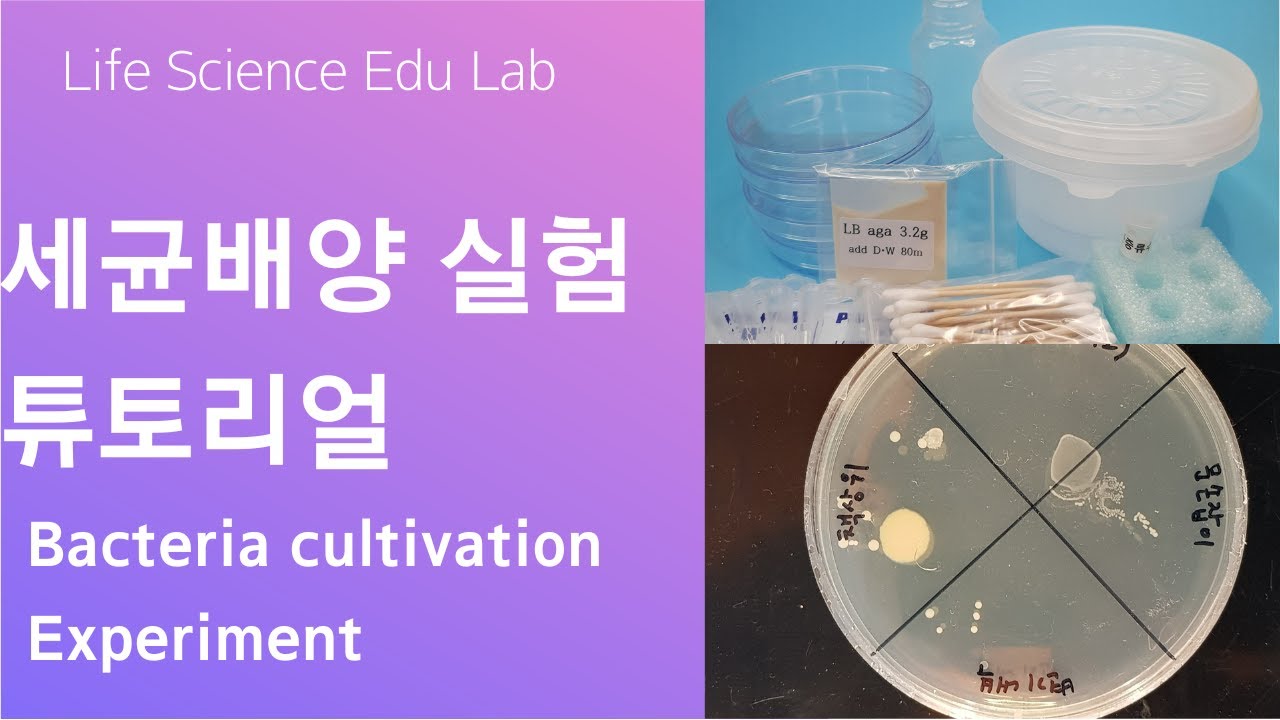 생활속의 세균 배양 실험키트 튜토리얼 Finding Bacteria In Real Life And Cultivation
