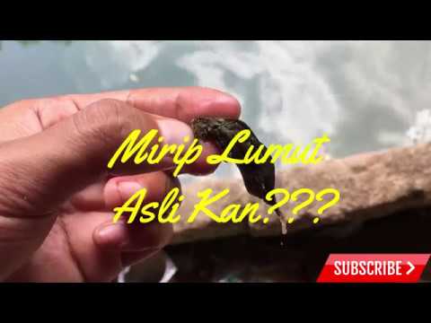 PANCING LUMUT BUATAN ( LUMUT SINTETIS ) YANG WOOOOOWWW - YouTube