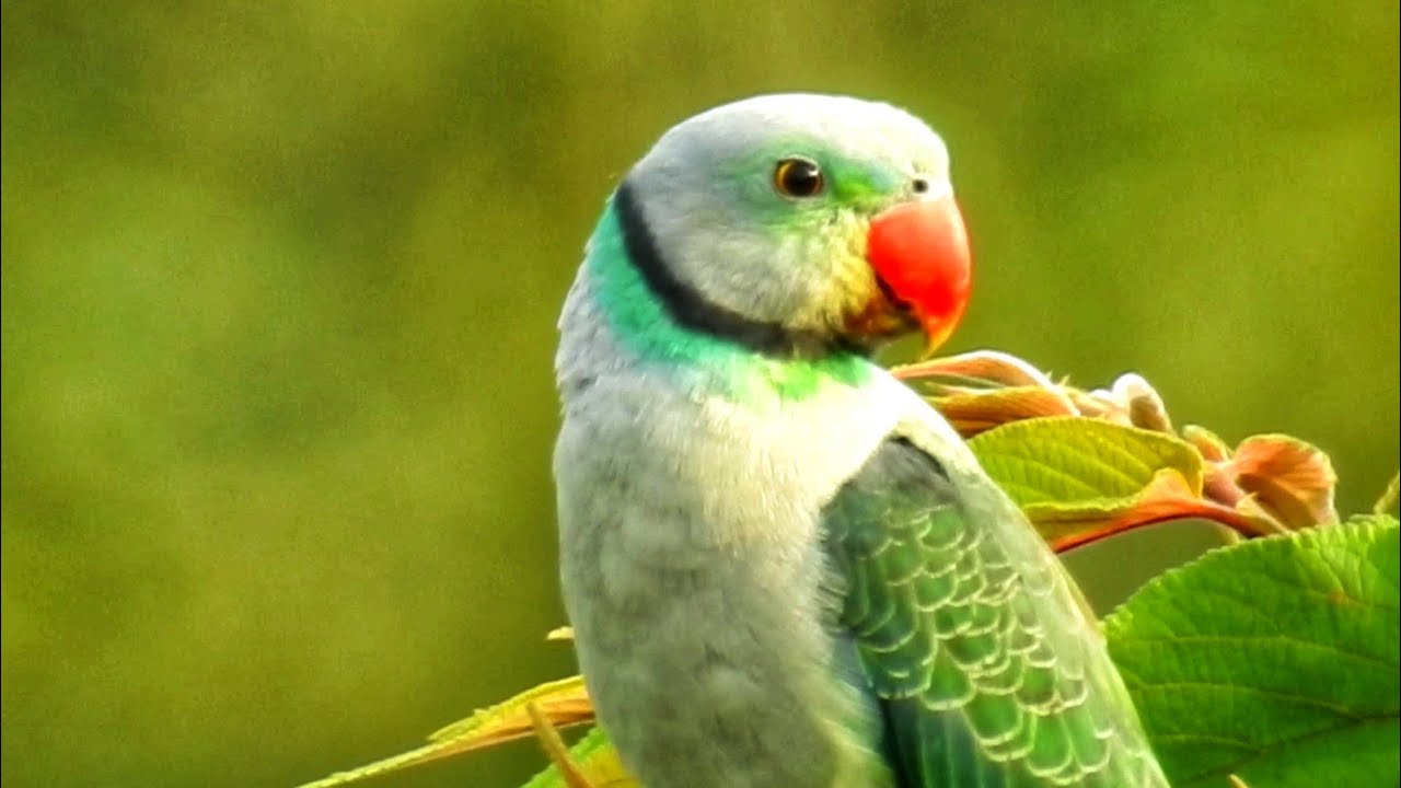 PARROT NATURAL CALL SOUND VOICE|WILD PARROT BEUTIFUL SOUND - YouTube