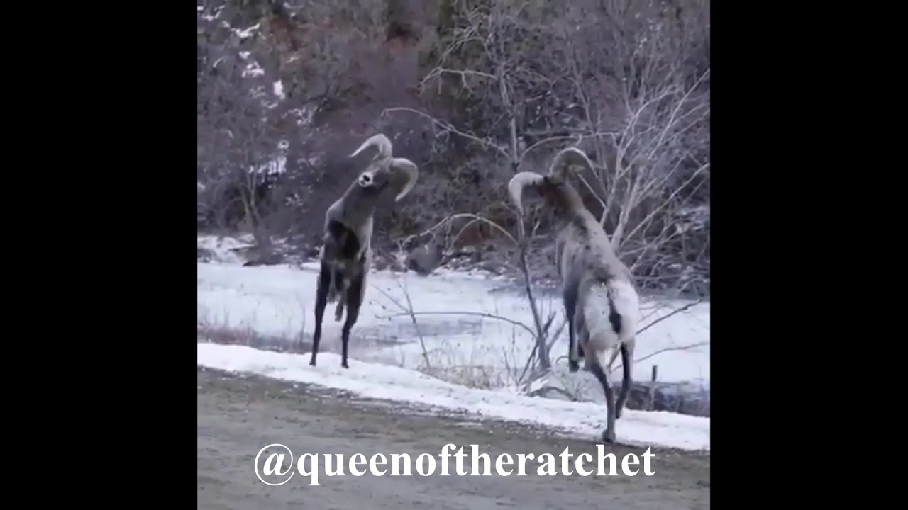 ANIMALS - QUEEN OF THE RATCHET - YouTube