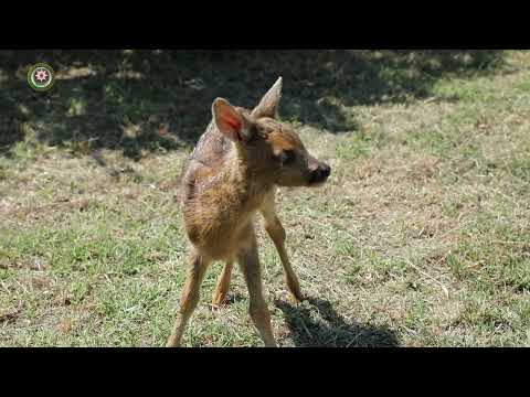 Zəngilan rayonunun dağlıq ərazisində köməksiz vəziyyətdə cüyür balası aşkar edilmişdir