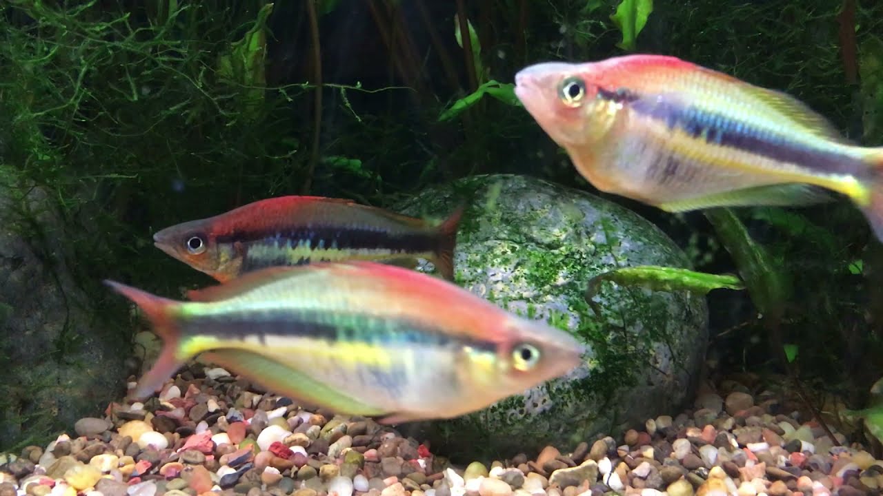 Chilatherina alleni Wapoga 2 - October 2021 - YouTube