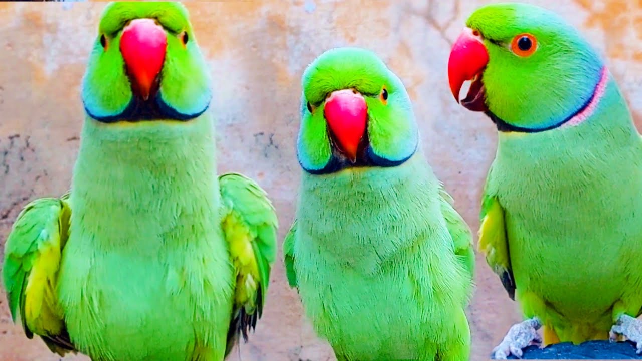 Ringneck Indian Parrot Natural Sounds Nature Video🥀 - YouTube