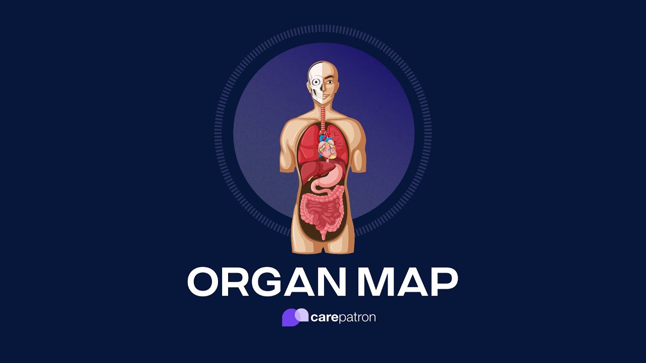 Organ Map - YouTube