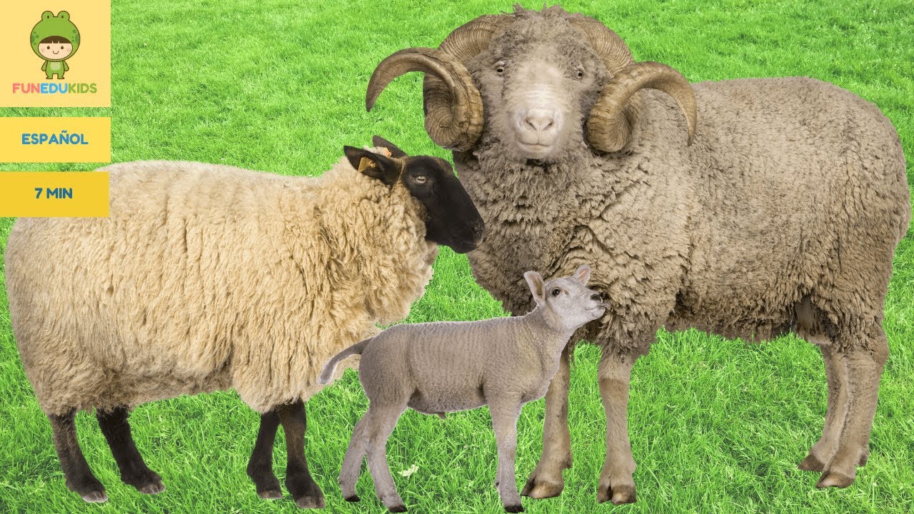 🐑🐏🐑 Oveja Carnero Borreguito para bebes y niños - Sonidos Imágenes ...