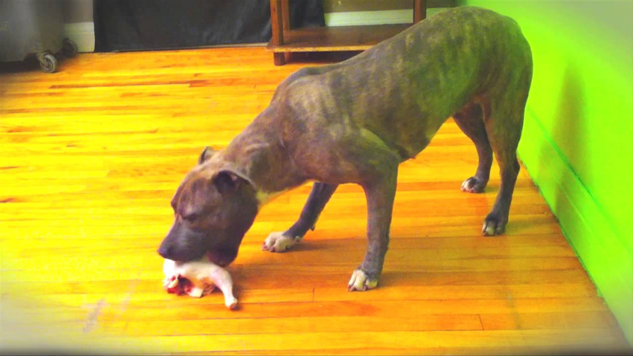 Staffordshire Terrier Eats Full Chicken Mar 3 2014 - YouTube