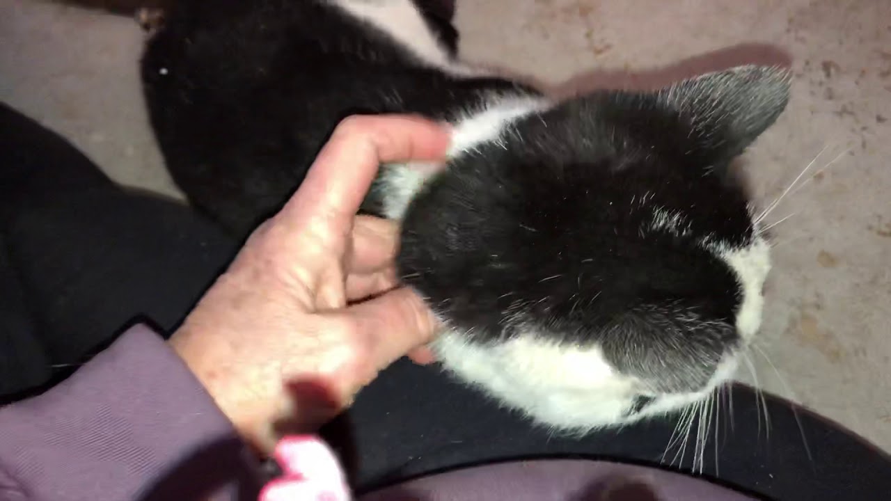 Webster, a love bug - YouTube