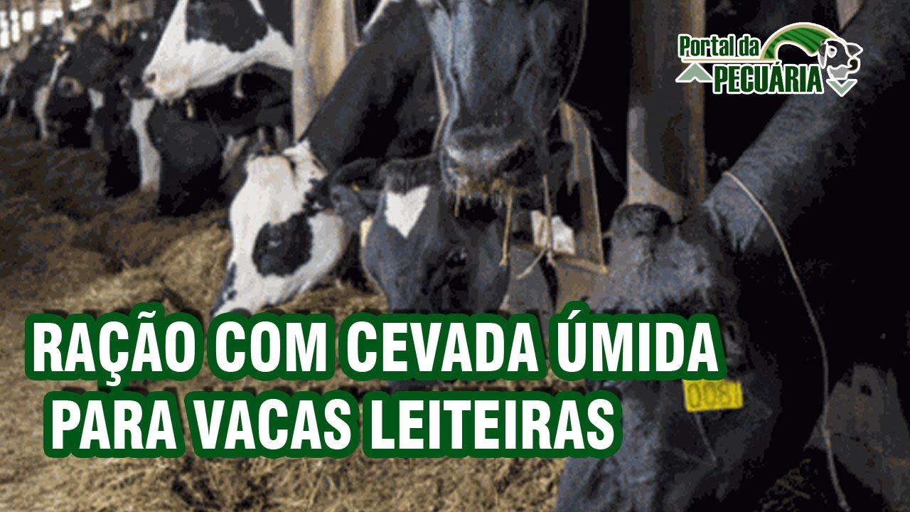 Ração com cevada úmida para vacas leiteiras - YouTube