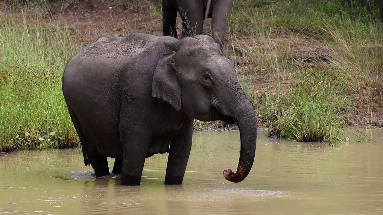 elephant drinking water - YouTube