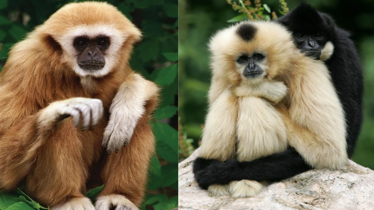 Gibbons (Small Apes) Walking, Singing, Courtship And Acting Like Humans ...