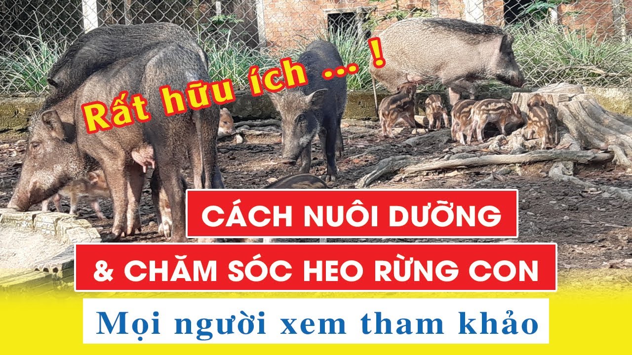 Cách nuôi dưỡng và chăm sóc heo rừng con | Nhà Nông Phú Nguyễn - YouTube