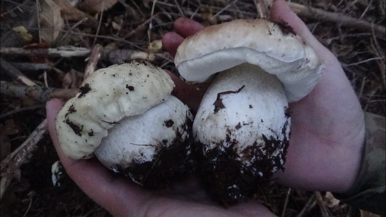 Funghi e tartufi 2020 : un halloween... a meta' - YouTube