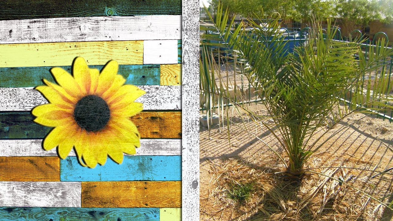 What's the Significance of this "Resurrected" Judean Date Palm Tree ...
