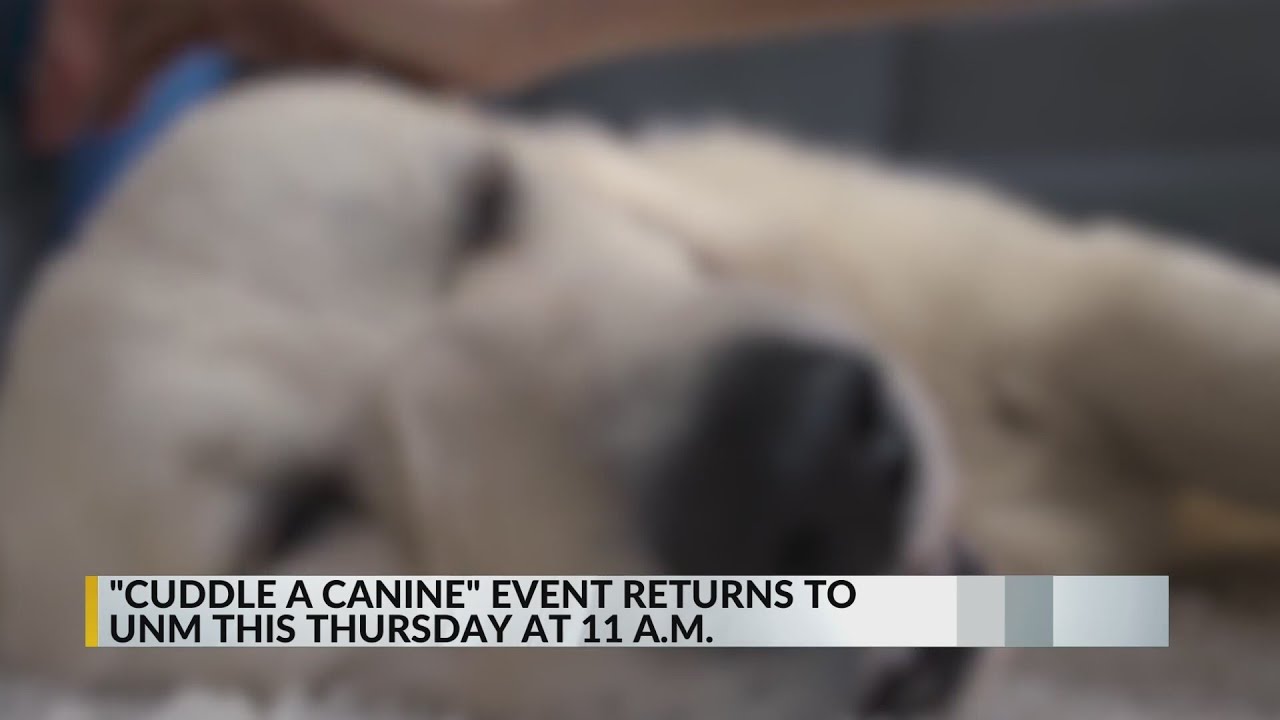 'Cuddle a Canine' event coming to UNM this fall - YouTube