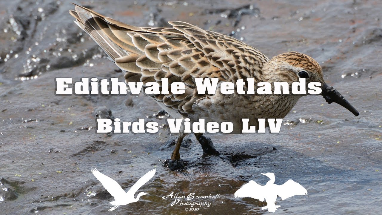 Edithvale Wetlands - Birds Video - LIV - YouTube