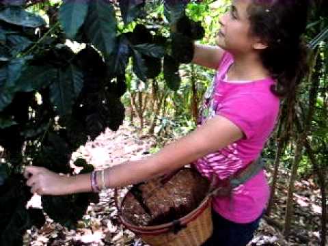 cortando café.AVI - YouTube
