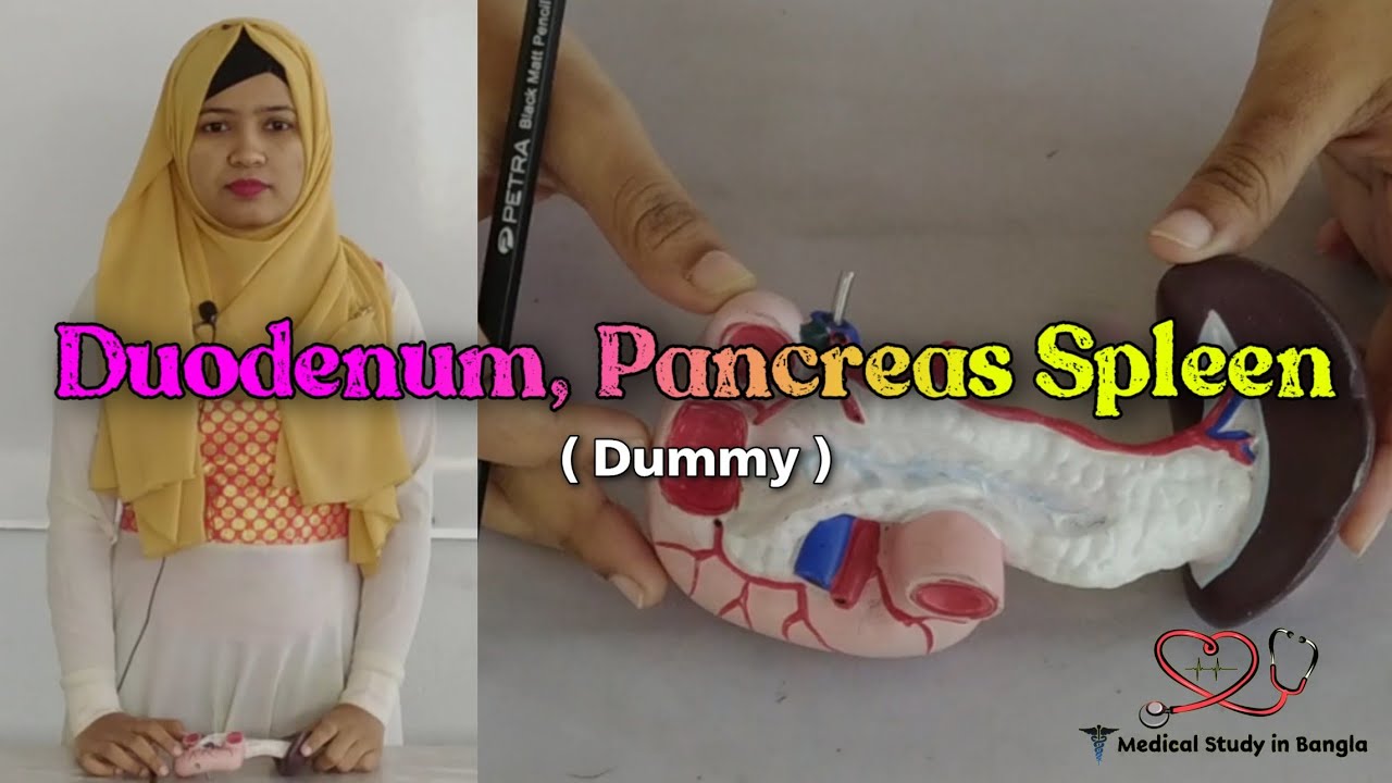 Duodenum Pancreas Spleen dummy Demonstration In Bangla Medical duodenum-pancreas-spleen-dummy-demonstration-in-bangla-medical