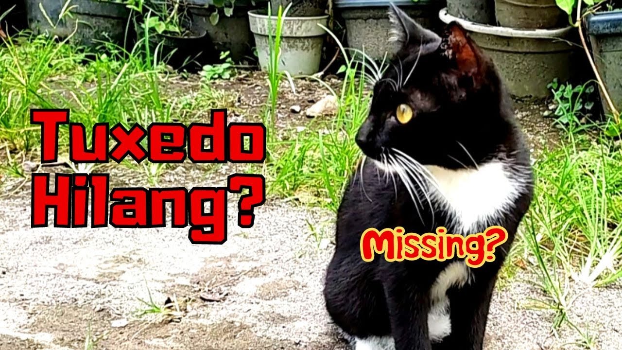 Dimanakah Kucing Lucu Tuxedo? | Where is the Cute Tuxedo Cat? - YouTube