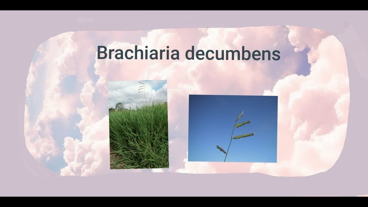 Syifa Nur Rahmanisa_200110190088_Rumput Bede/Signal (Brachiaria ...