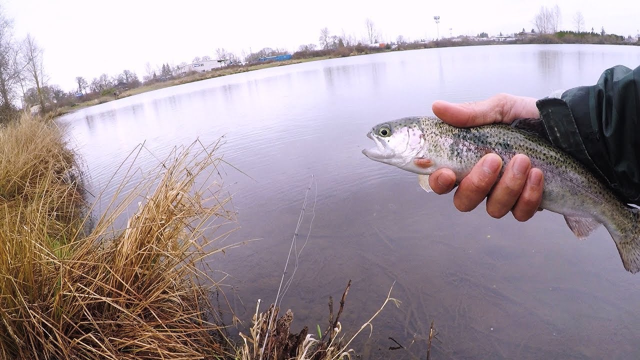Trout Action at Walling Pond - Slammed so many trout!! - YouTube