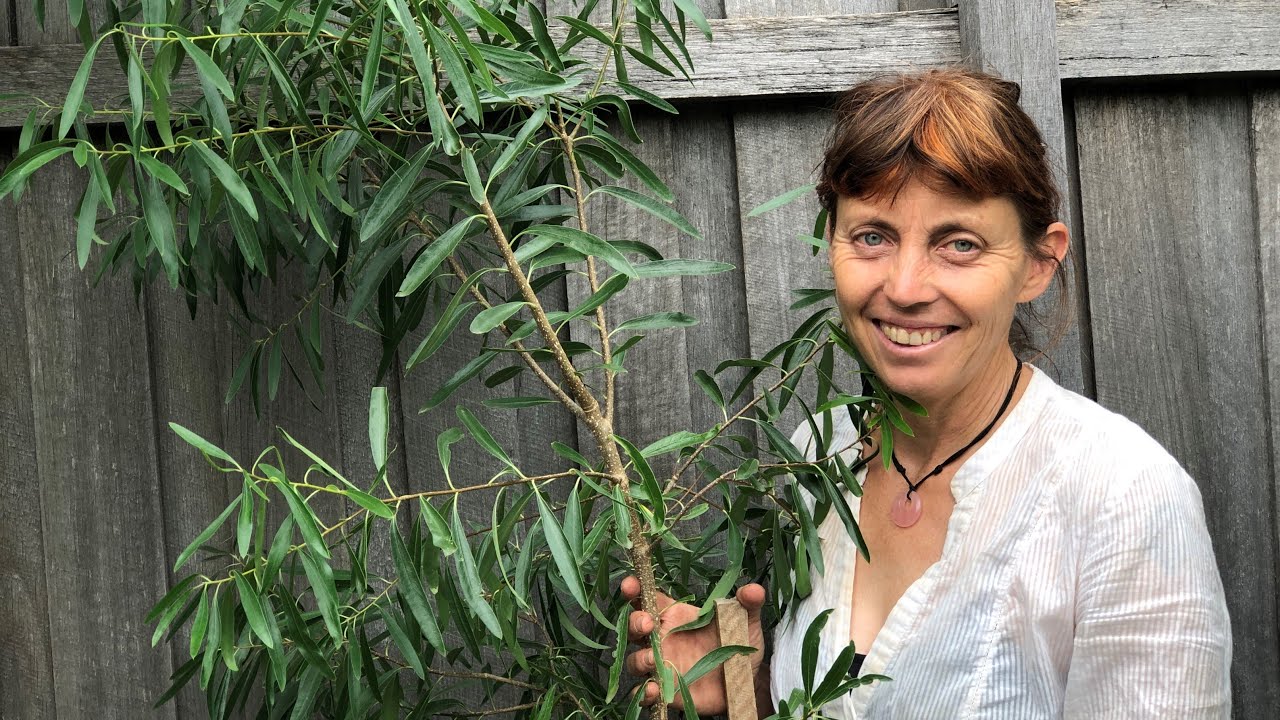 Bush Tucker Gardening Part 2: Gumbi gumbi harvest and prune - YouTube