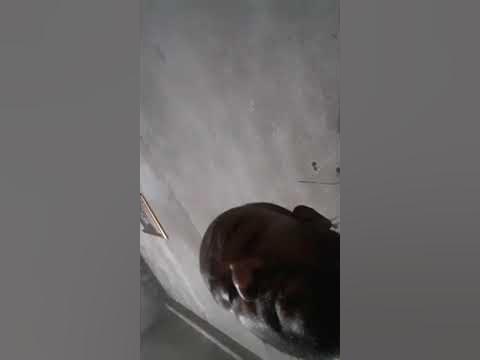 AMAR BABAR MUKHE BY DR.ASAD MONDOL - YouTube