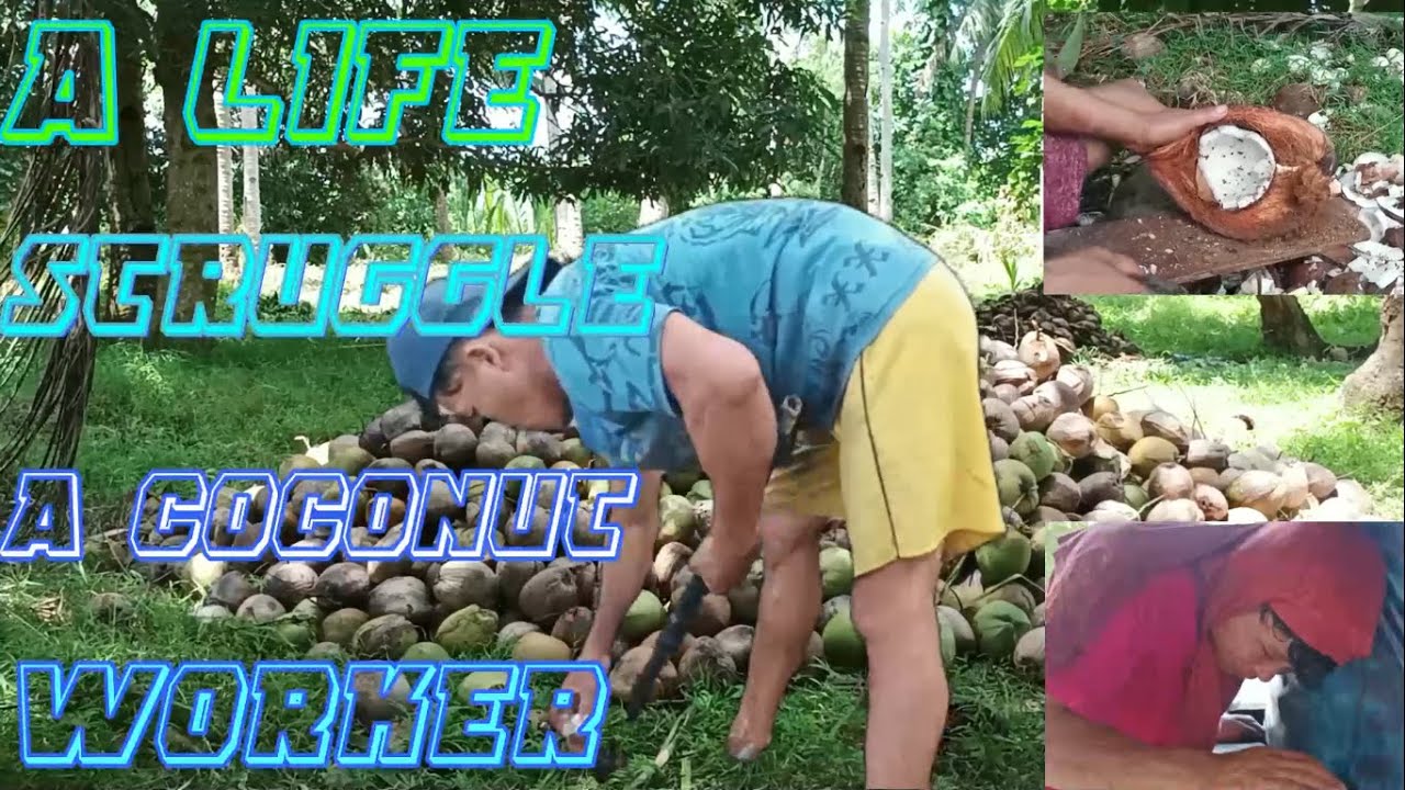 How To Do A Right Time With A Perfect Of,Daily Life Of Coconut Worker ...