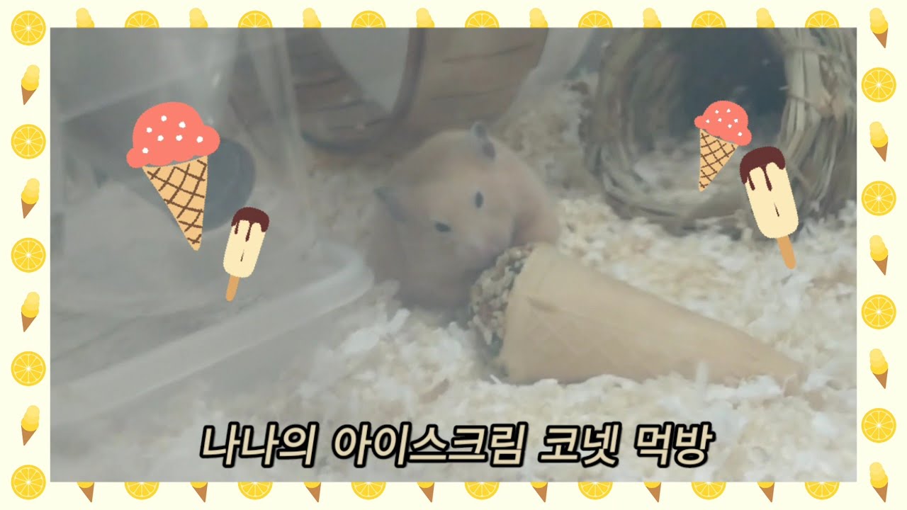 골든햄스터 나나의 아이스크림 코넷 먹방 🍦 Youtube