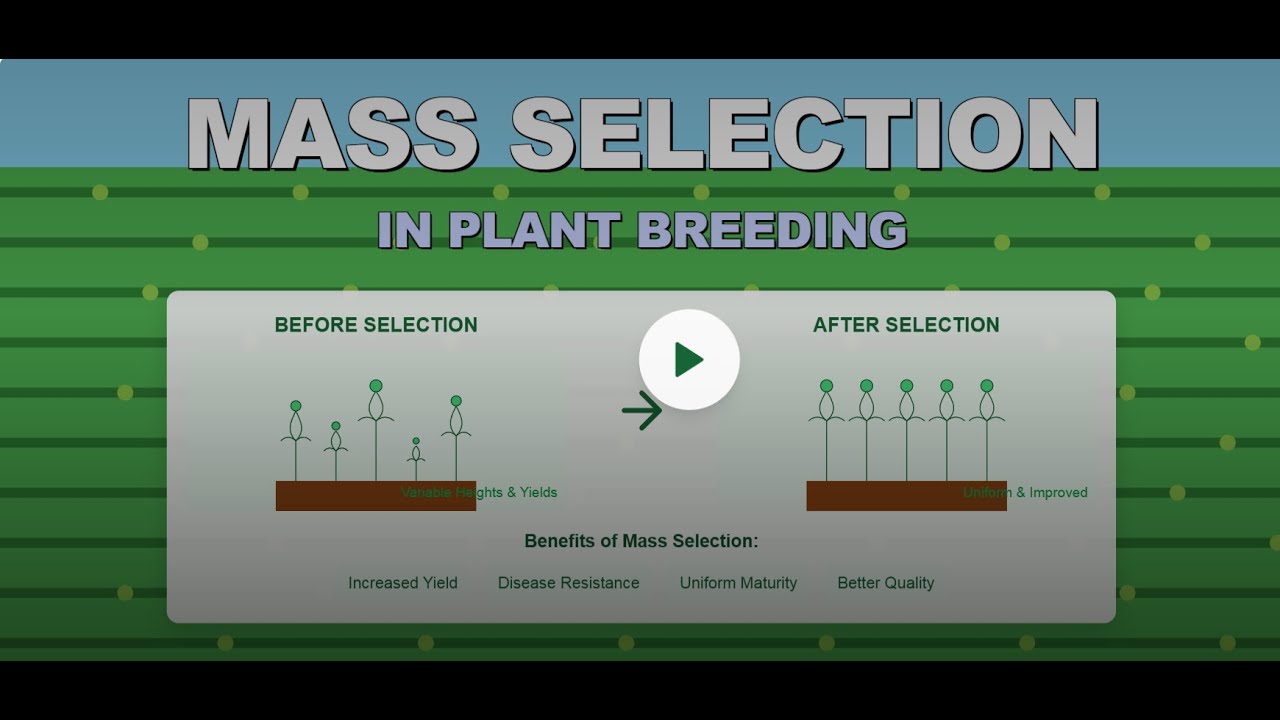 6. "Mass Selection in Plant Breeding - Part 1 | B.Sc Agriculture Video ...