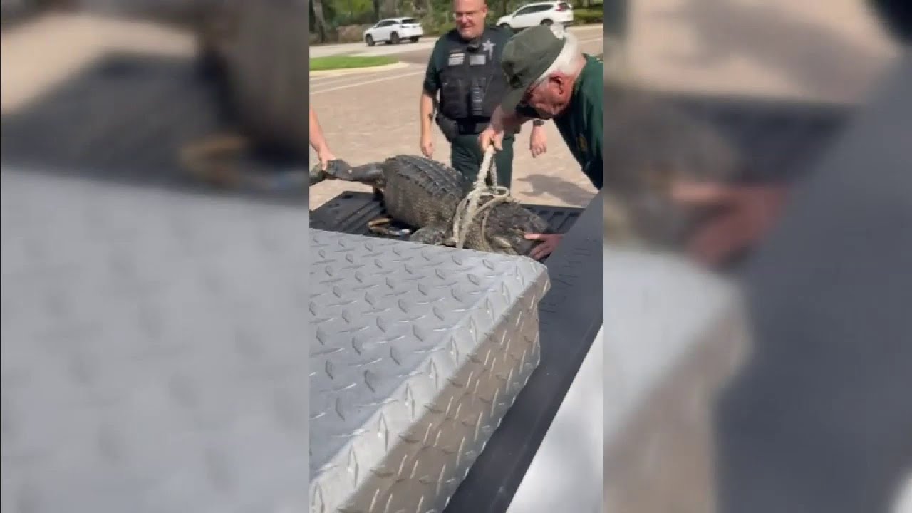 Construction worker helps wrangle gator - YouTube