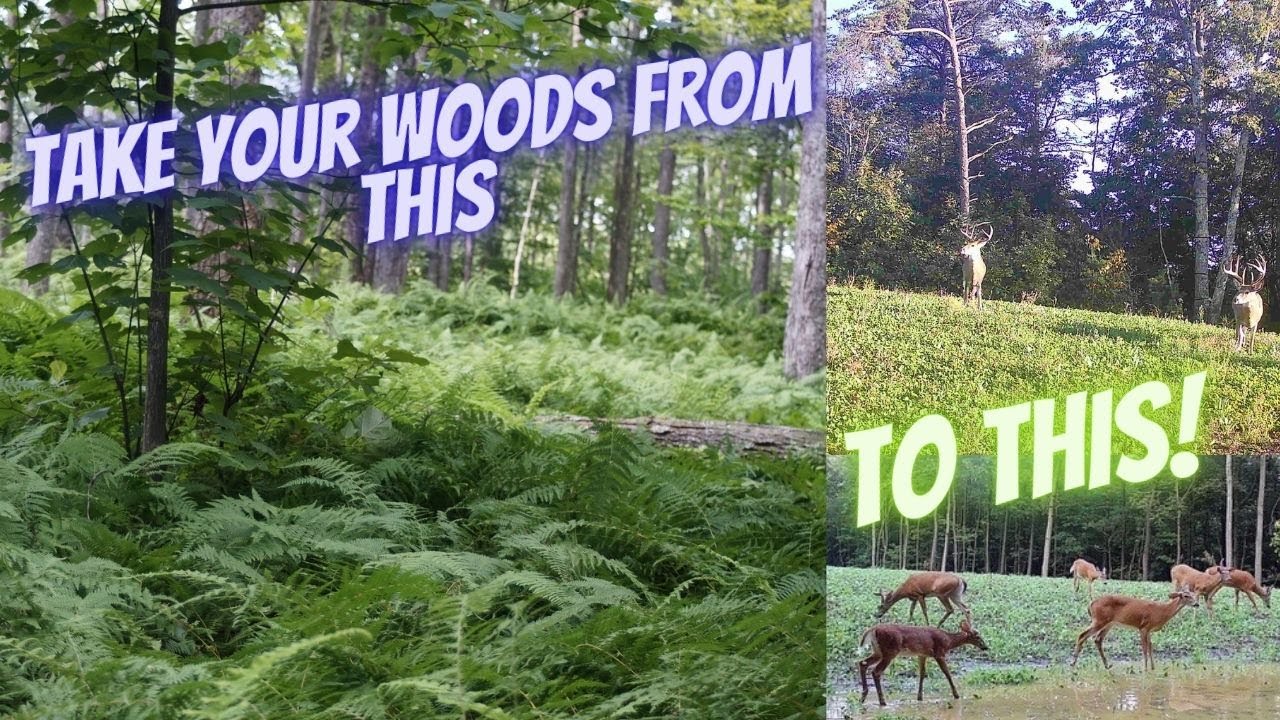 Can You Really Create a THRIVING Food Plot in the Woods? - YouTube