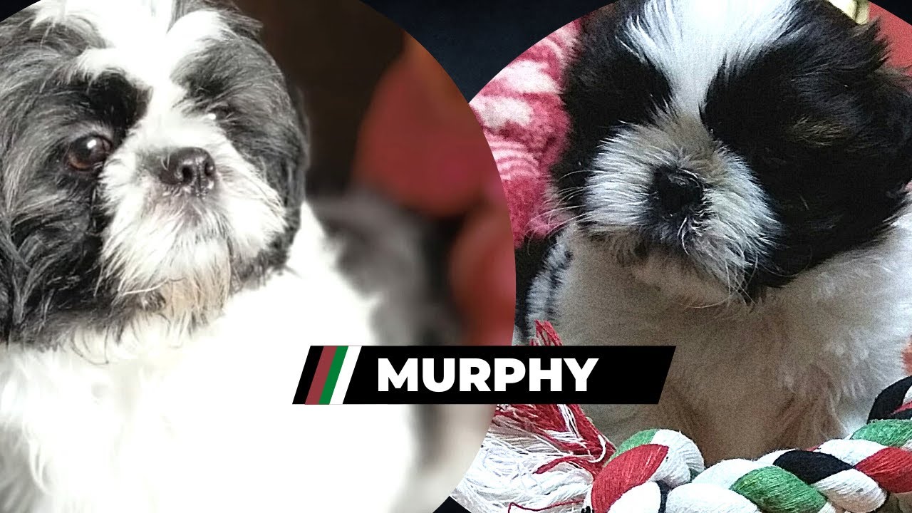 My Shih Tzu puppy Murphy Then and Now | Happy Dog Tales - YouTube