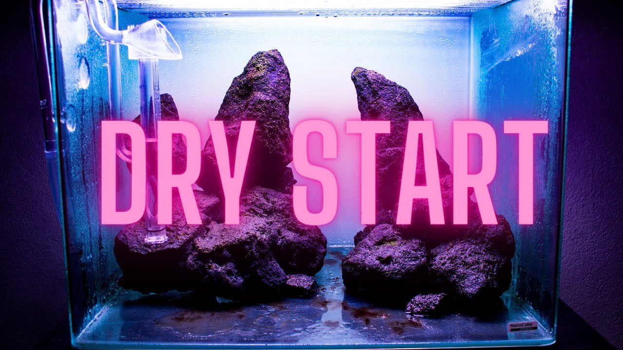 Dry Start Method - HOW TO: Grow aquarium moss on your HARDSCAPE! - YouTube