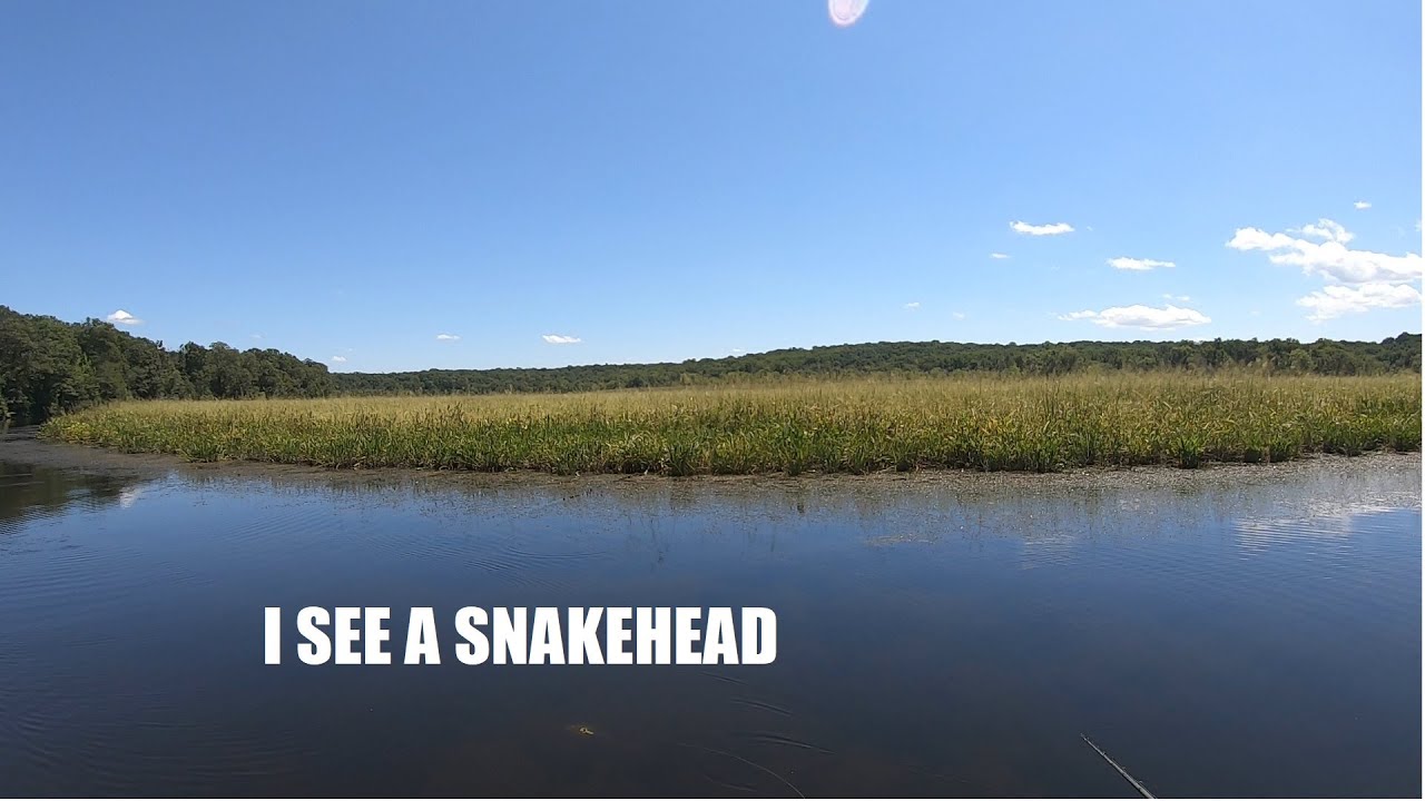Best Potomac River Snakehead Bites of 2023 - YouTube