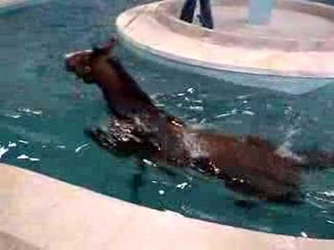 Thoroughbred goes swimming for building up - YouTube