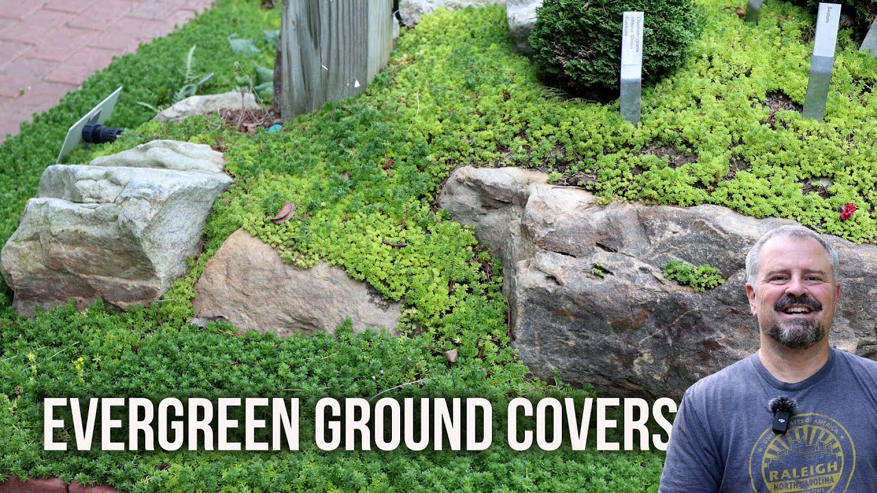 10 Tough Evergreen Ground Covers for Your Garden - YouTube