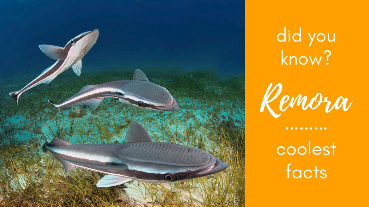 Remora facts 🐠 Suckerfish 🐟 sucker-like organ with slat-like structures ...