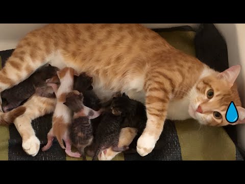 Clueless Mama Cat Seeks help with her Kittens - YouTube