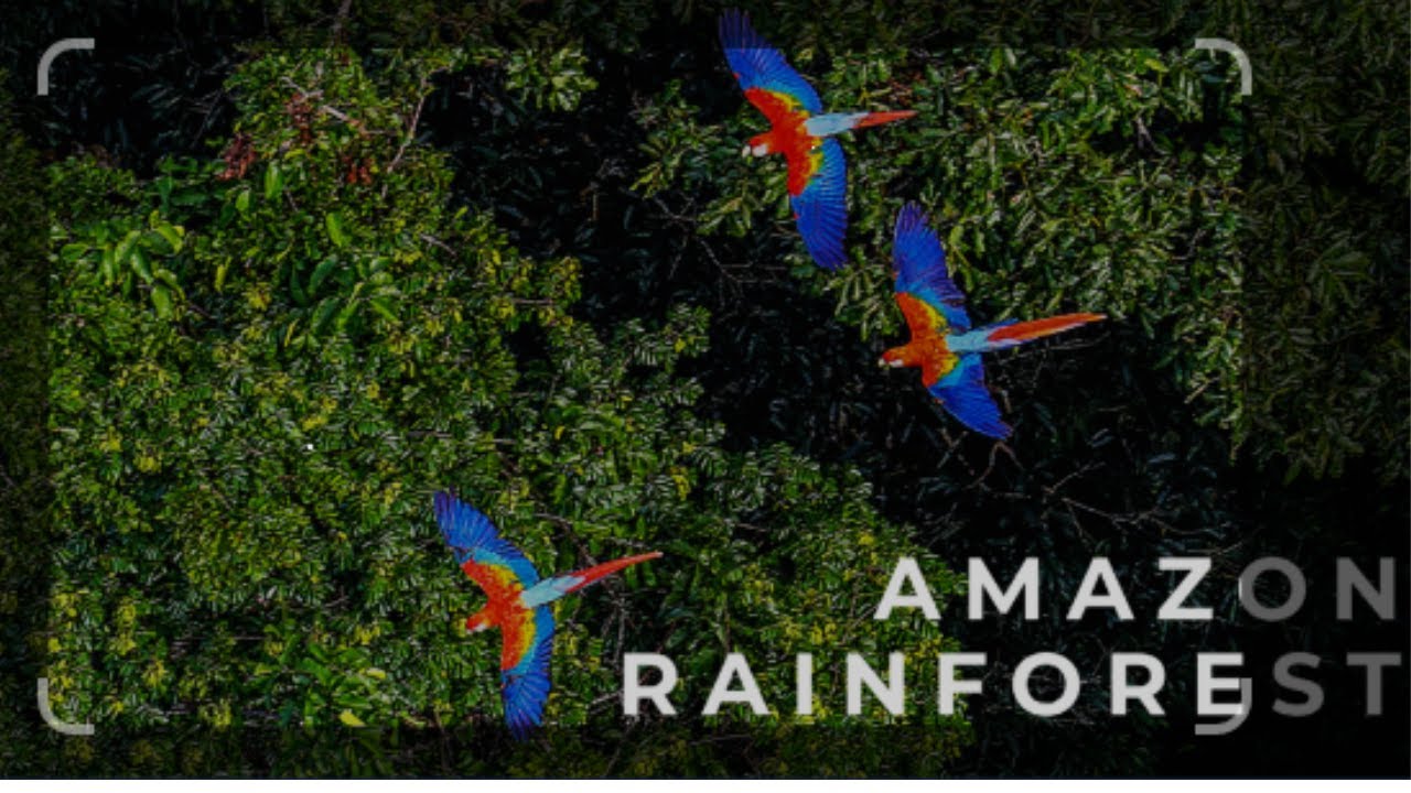 Discover the Wonders of the Amazon Rainforest: Biodiversity Indigenous ...