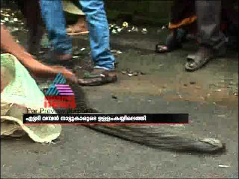 "Python" in Village - YouTube