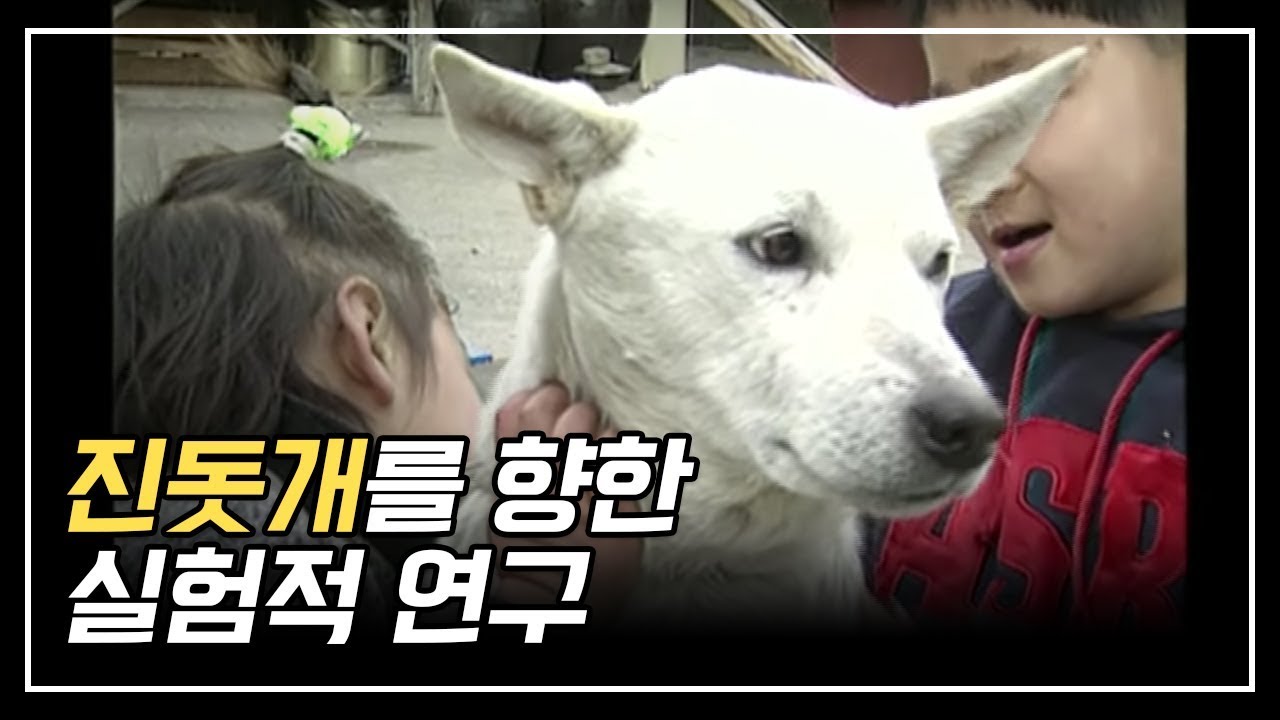 우리나라 혈통 진돗개를 향한 실험적연구 / An Experimental Study on the Jindo Dogs of ...