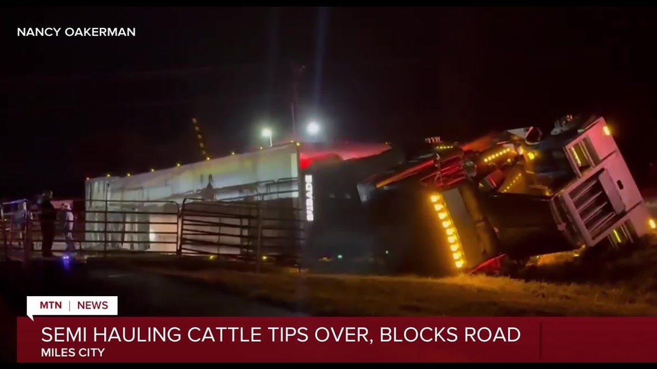 Semi hauling cattle tips over, blocks road near Miles City - YouTube