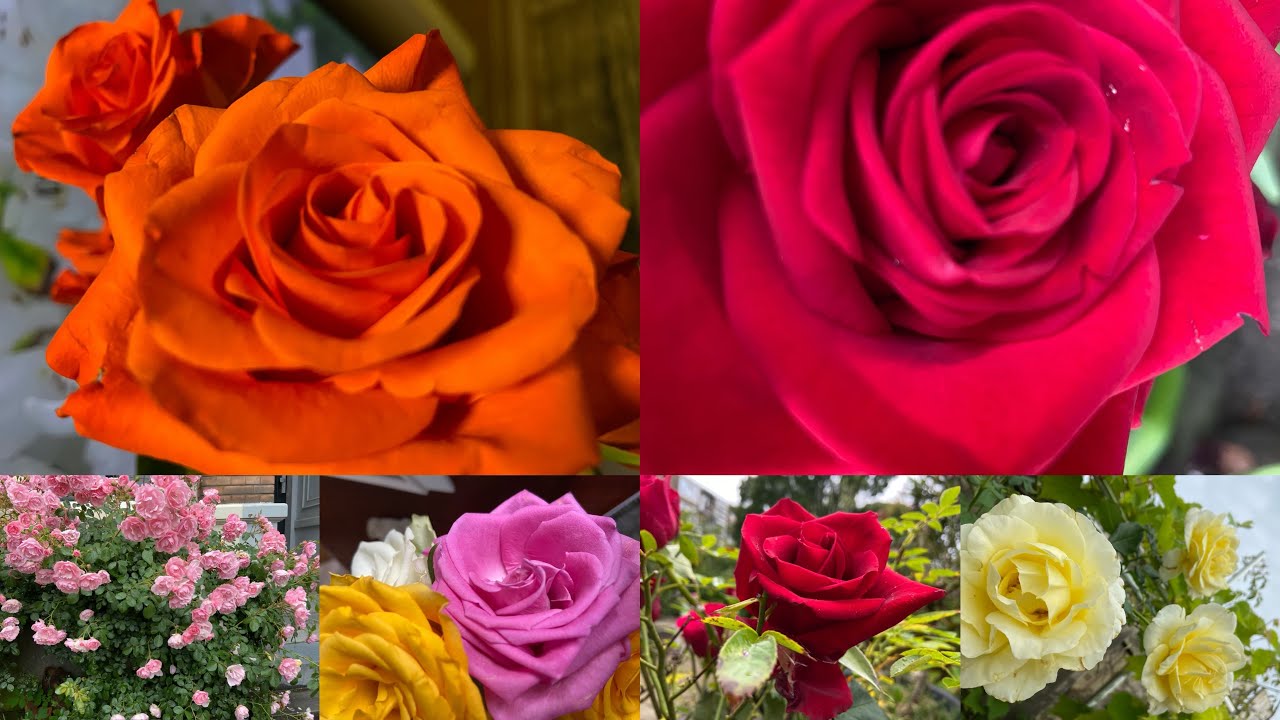 Roses of Many Different Colors flowers || A Garden Paradise 2024🌹🌹 ...