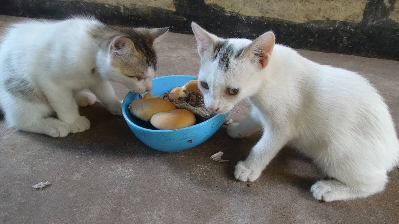 Cat eat Bun & Fish - YouTube