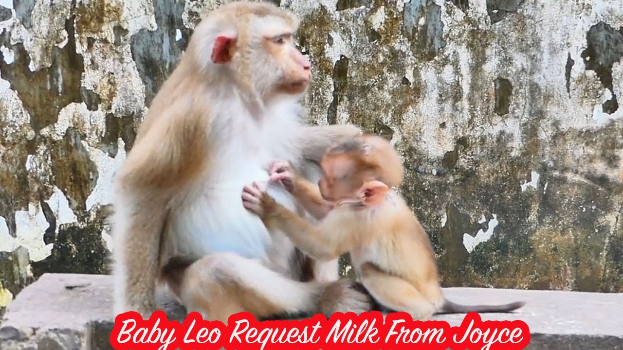 Best clip ever! Leo request milk from Joyce LOL Leo touch milk factory ...